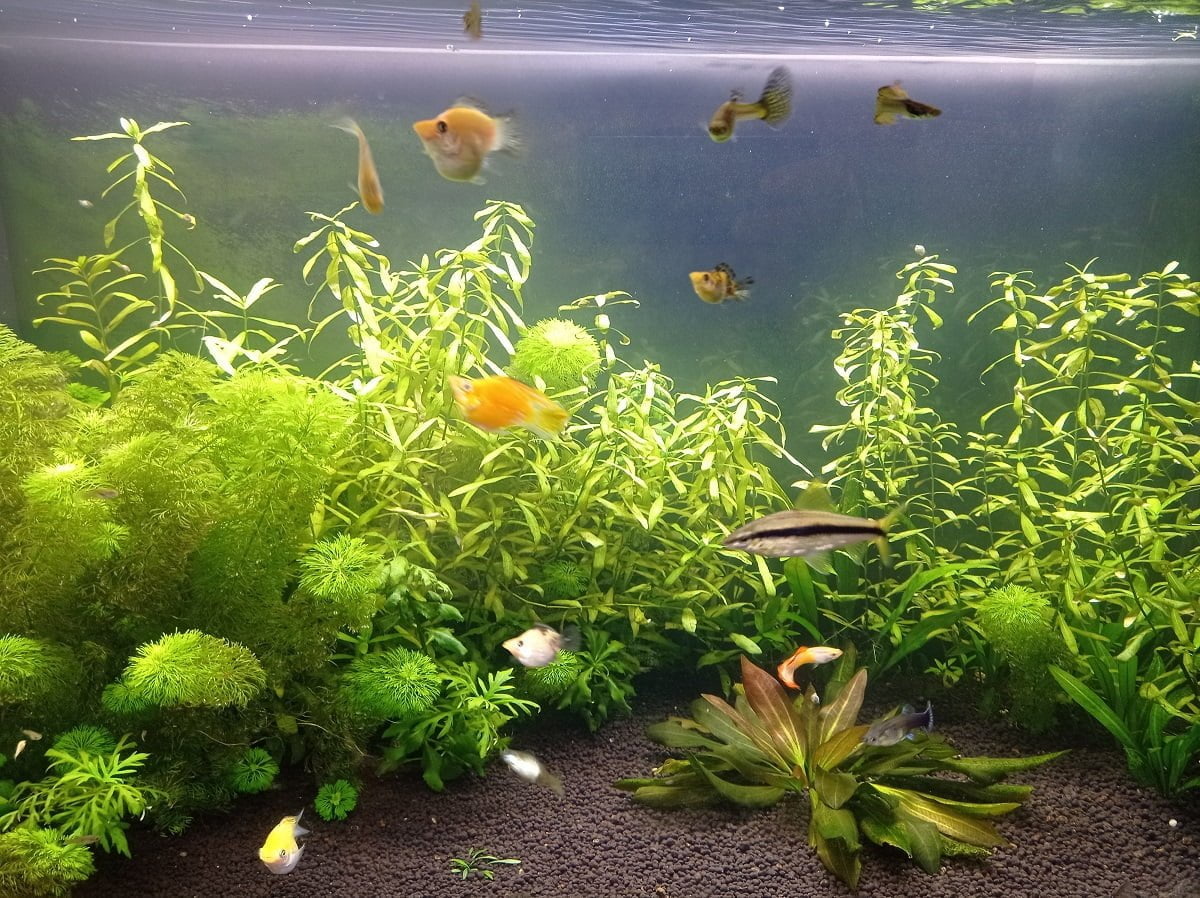 Acuario comunitario - La web de Ainhoa