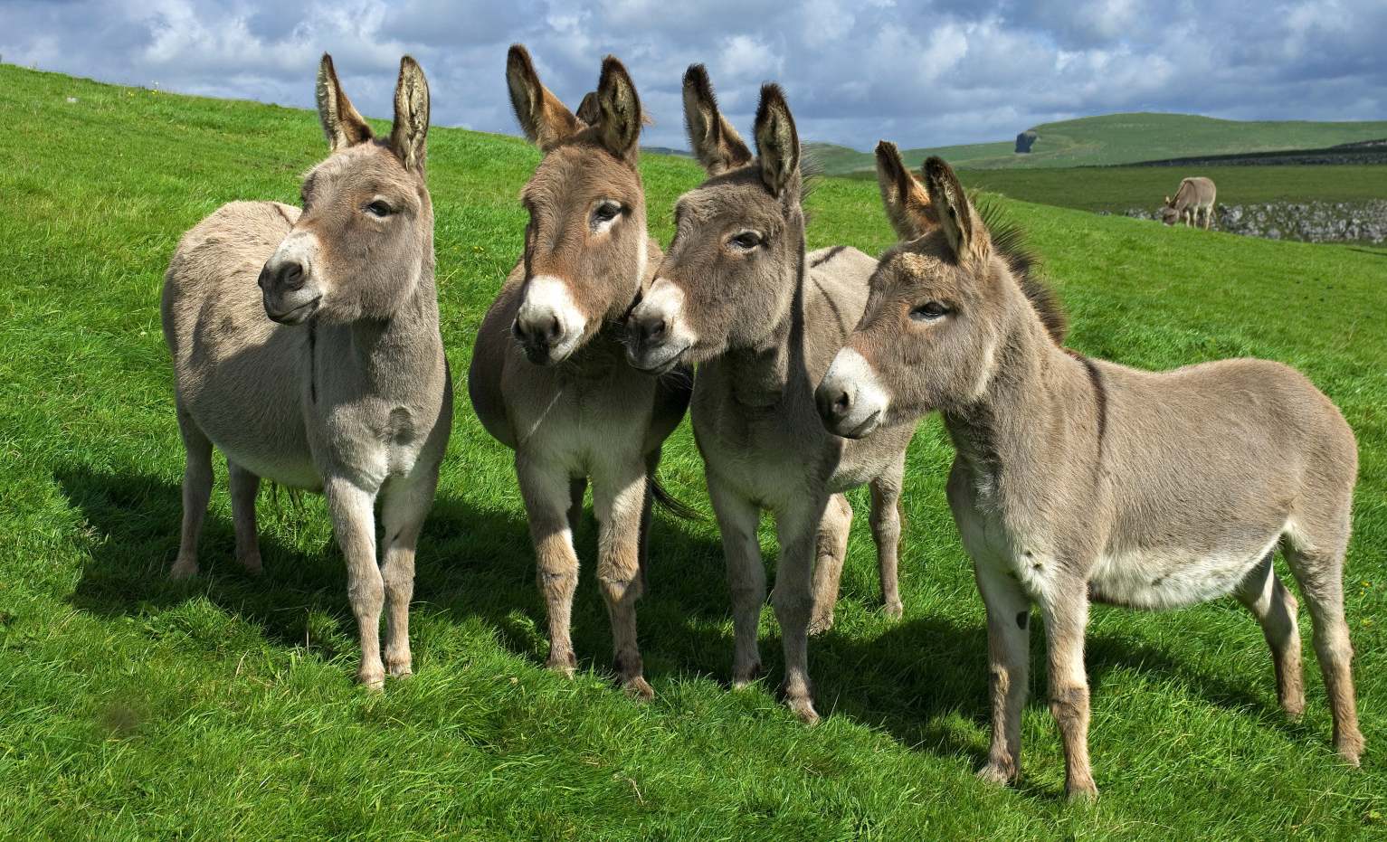 Como se llaman los sonidos de los animales - La web de Ainhoa