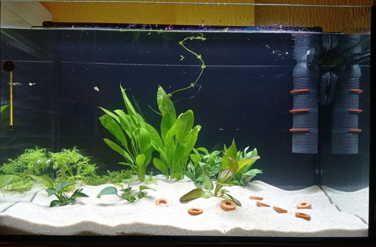 Consejos para tu primera pecera: guía completa para principiantes - La ...