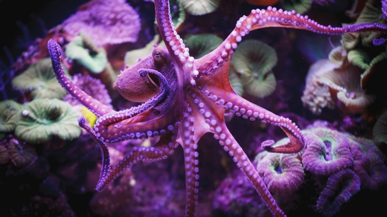 El Pulpo tal vez el animal mas inteligente