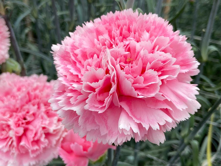 La Planta del Dinero: Guía Completa de Cuidados y Significado