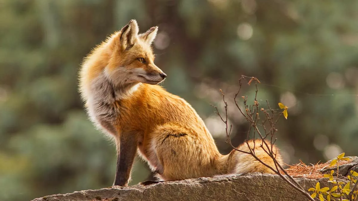 Todo lo que debes saber sobre el zorro - La web de Ainhoa