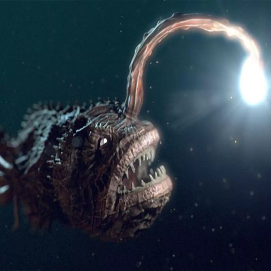 El pez linterna (Myctophidae): características, hábitat y curiosidades ...