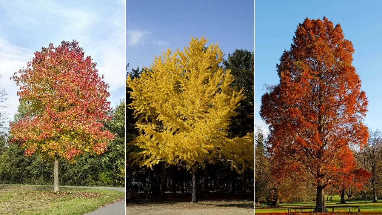Todo lo que necesitas saber sobre árboles: tipos, cuidados y ...