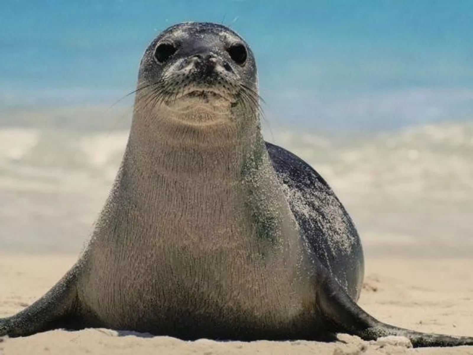 La foca: características, hábitat y conservación - La web de Ainhoa