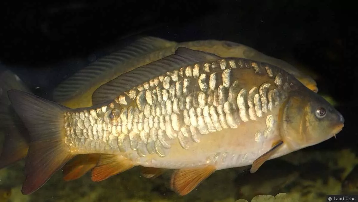 Todo lo que necesitas saber sobre el Pez Carpa - La web de Ainhoa