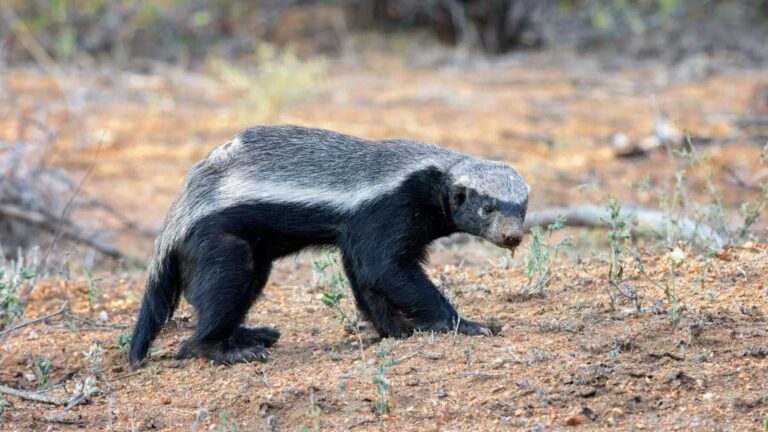 Descubriendo las Características y el Hábitat del Tejón de la Miel ...