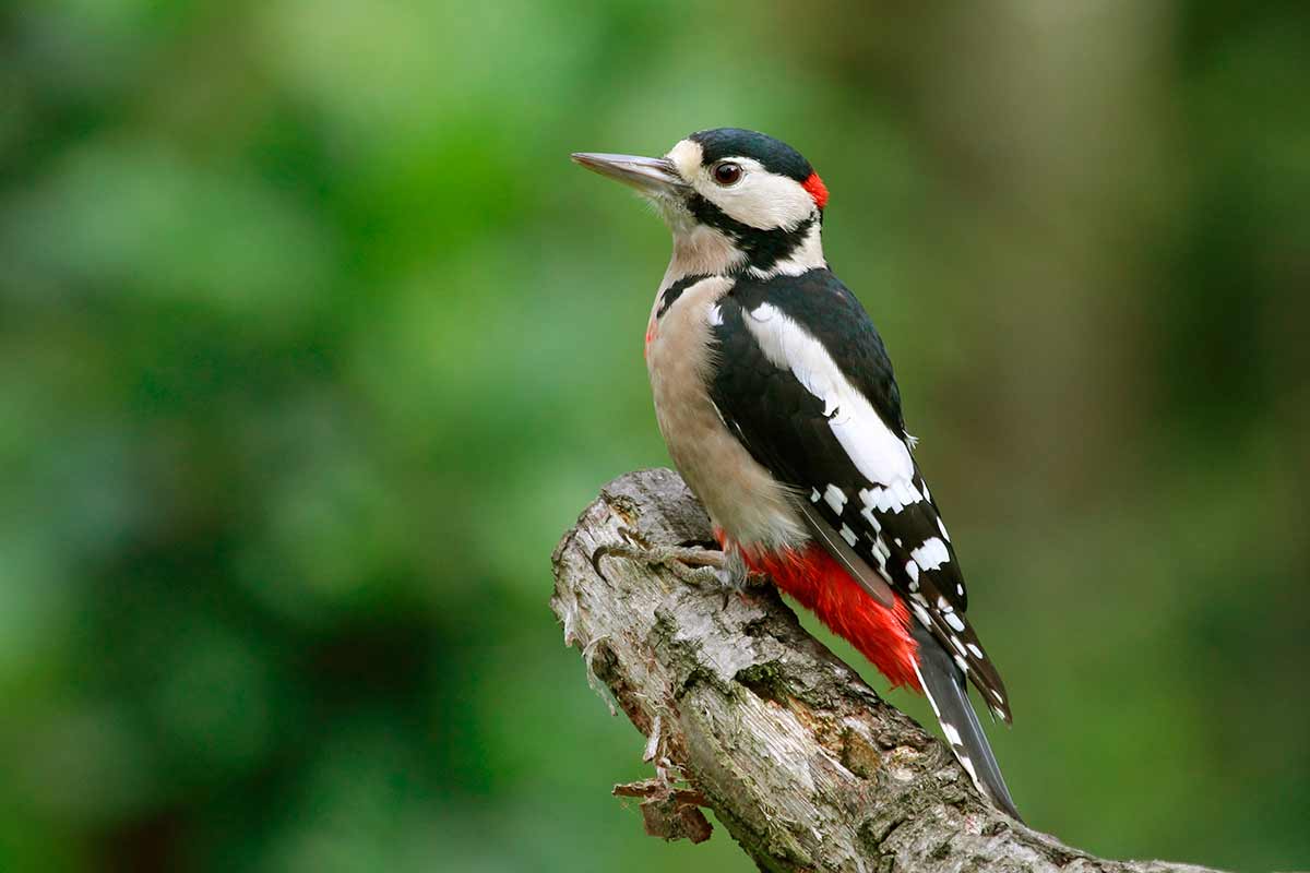 ¿Qué es el pico picapinos? Características y curiosidades - La web de ...