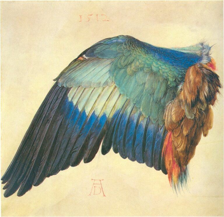 Anatomía de las Alas: Cómo Vuelan Diferentes Especies de Aves - La web ...