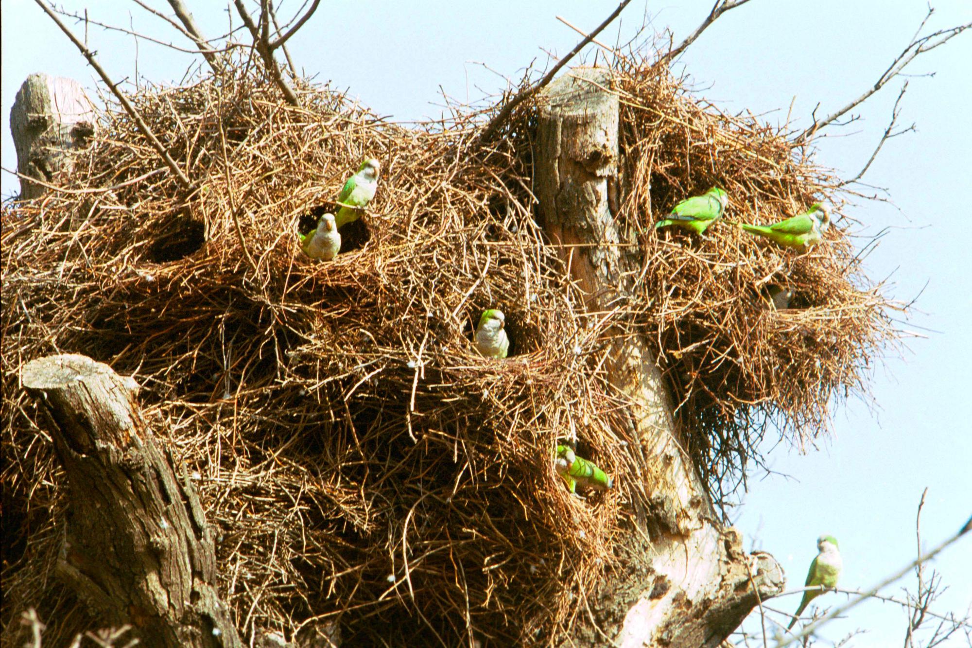 La Maravilla de los Nidos: Estrategias Únicas de Construcción - La web ...